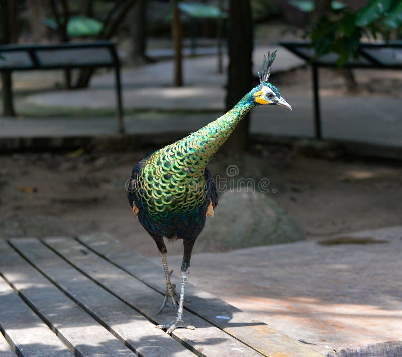 Verde del pavo real foto de archivo. Imagen de catedral - 61107100