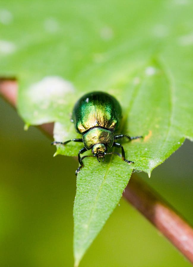 Uno Scarabeo Giapponese Verde Su Una Spiga Di Grano Fotografia Stock ...