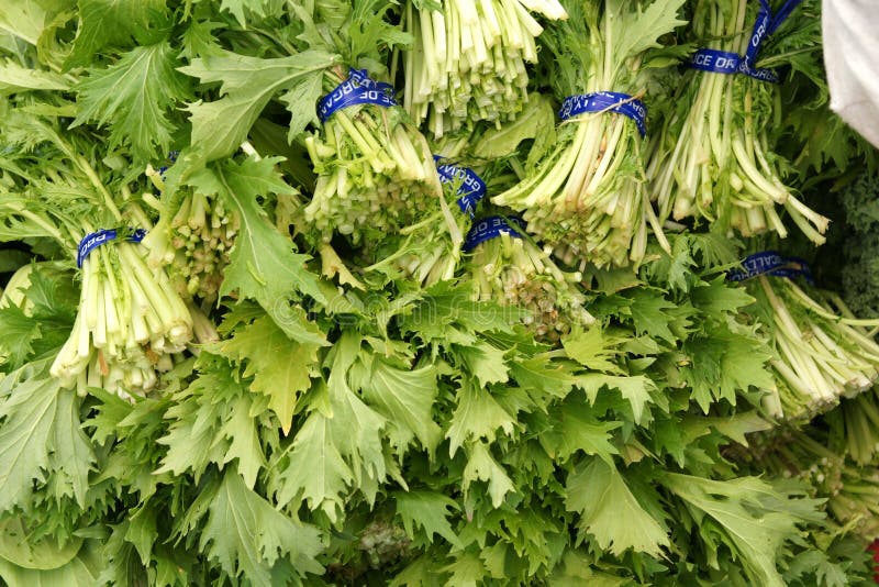 Verde Di Senape, Brassica Juncea Fotografia Stock - Immagine di foglio ...