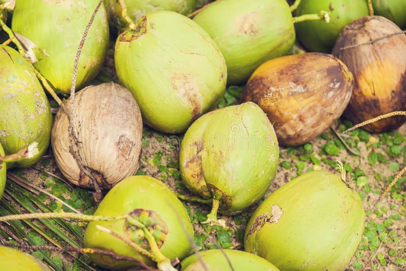 Verde do coco na grama foto de stock. Imagem de bebida - 106763570
