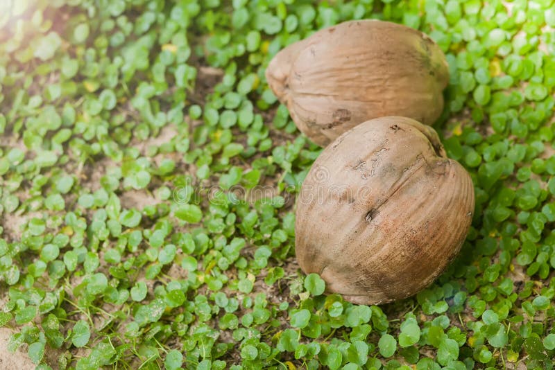 Verde do coco na grama imagem de stock. Imagem de orgânico - 106763593