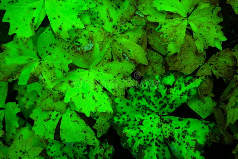 Dos cosas verdes 1 imagen de archivo. Imagen de individuo - 236913