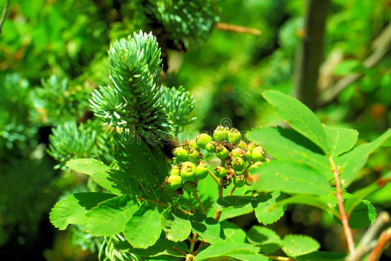 Dos cosas verdes 1 imagen de archivo. Imagen de individuo - 236913