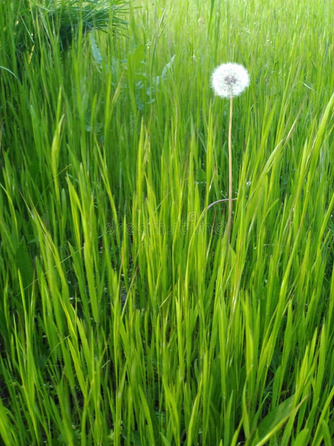 Verde hierba. imagen de archivo. Imagen de verdoso, ambiente - 217999833