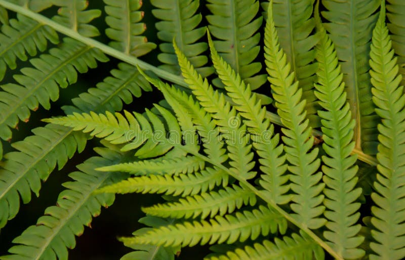 Crecimiento Fern Curl De La Primavera De Las Madres Naturaleza Nuevo ...