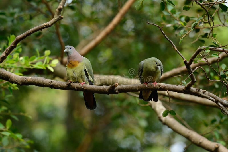 Verde-pombo Cor-de-rosa-necked (vernans De Treron) Foto de Stock ...