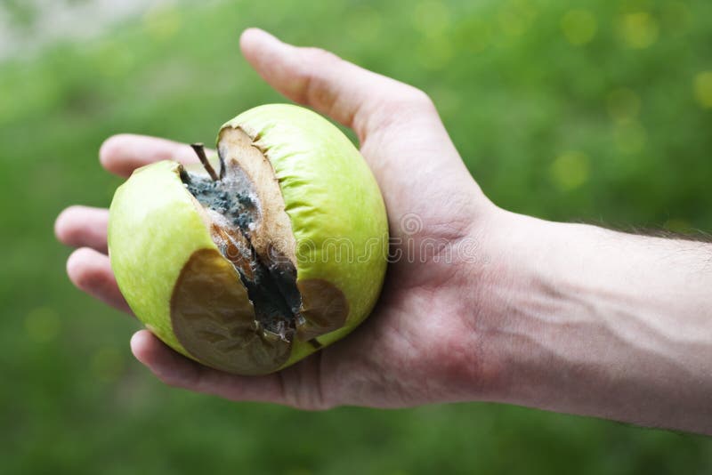 Verde Putrefacto Con El Molde En Una Mano Humana Imagen de archivo ...