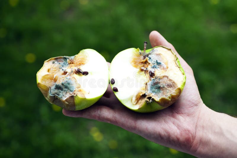 Verde Putrefacto Con El Molde En Una Mano Humana Imagen de archivo ...