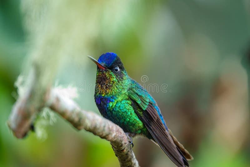 Verde, Vermelho E Azul Do Colibri Sobre O Ramo Foto de Stock - Imagem ...