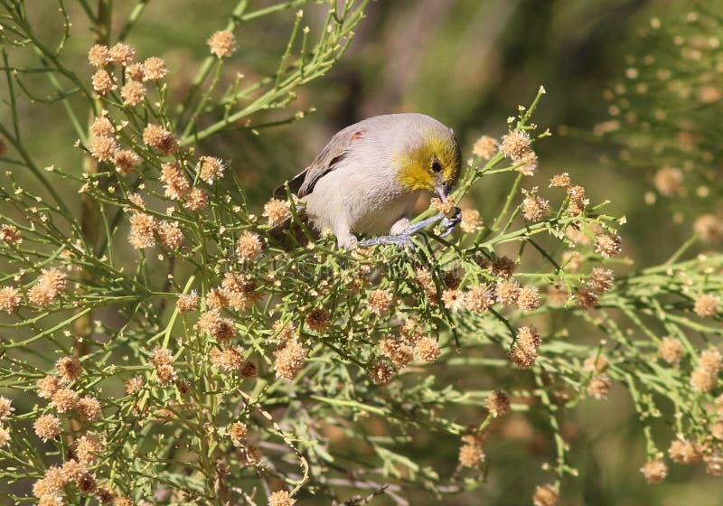 Pájaro De Verdin, Desierto De Tucson Arizona Imagen de archivo - Imagen ...