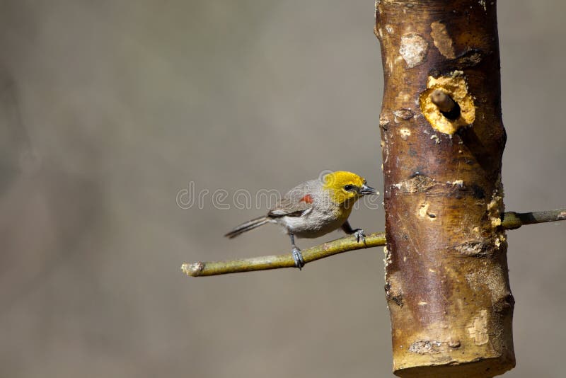 Verdin, Auriparus Flaviceps Stock Photo - Image of states, feeder: 30348958