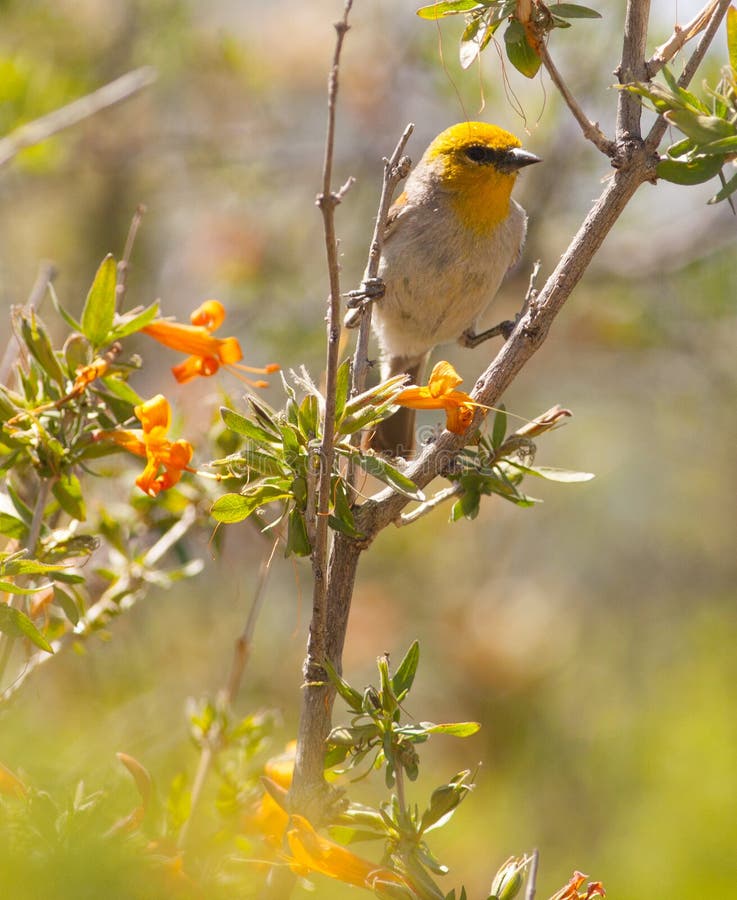 Verdin Bird Arizona Stock Photos - Free & Royalty-Free Stock Photos ...