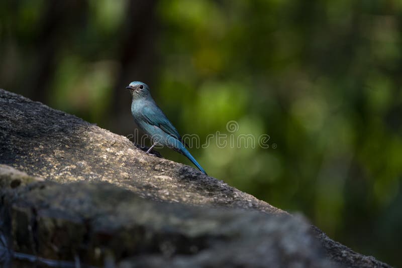 Verditer Flycatcher stock photo. Image of thalassinus - 199077906