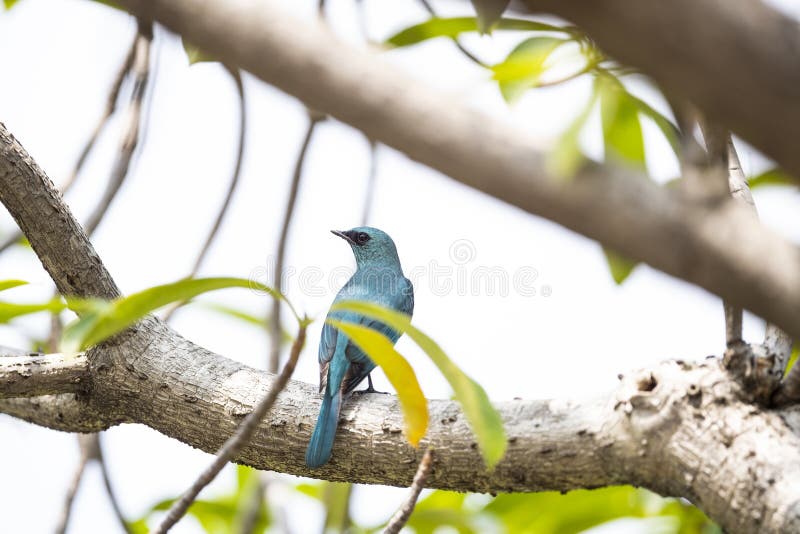 Verditer Flycatcher stock image. Image of verditer, eumyias - 199077859