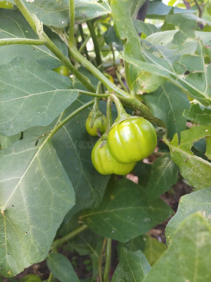 Verdura Amarga. Prueba Como Amargura Foto de archivo - Imagen de verde ...