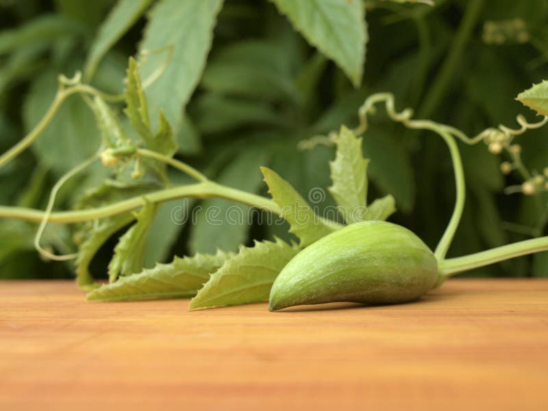 Verdura De Achocha - Pepino Salvaje Imagen de archivo - Imagen de cubo ...