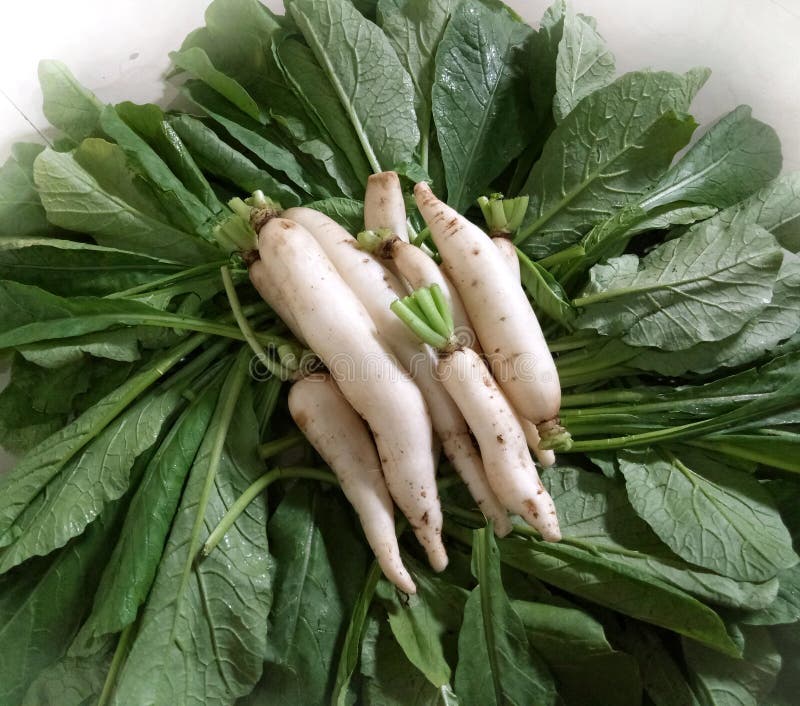 Verdura de Daikon foto de archivo. Imagen de verde, gusto - 103188340
