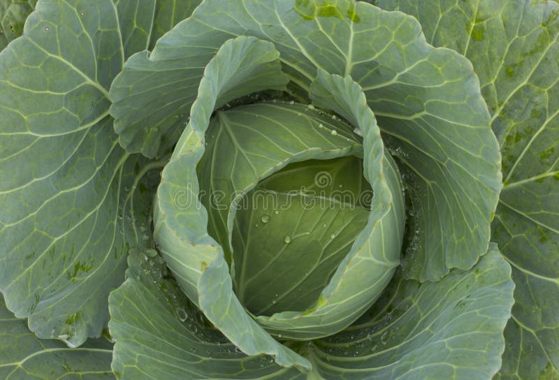 Verdura De La Col Con Las Hojas Foto de archivo - Imagen de granja ...