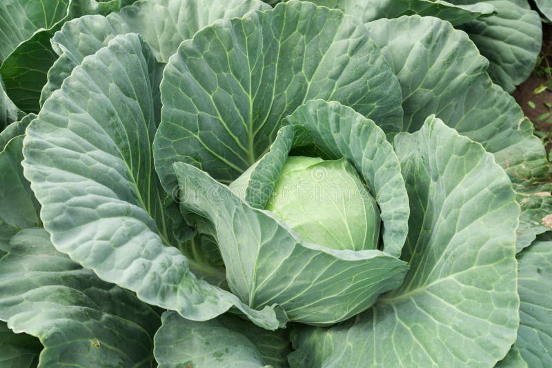 Col roja en huerto imagen de archivo. Imagen de verano - 58239253