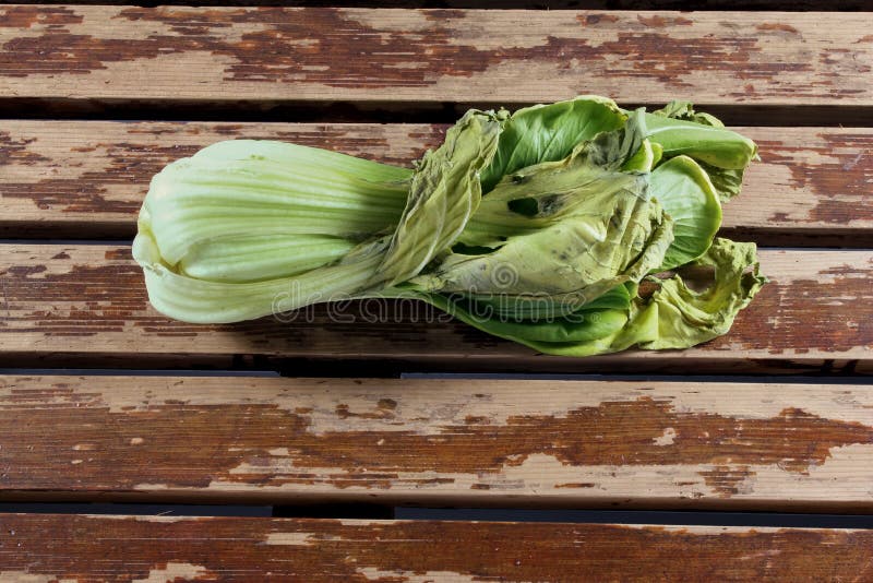 Bok putrefacto Choy imagen de archivo. Imagen de descompuesto - 74026431