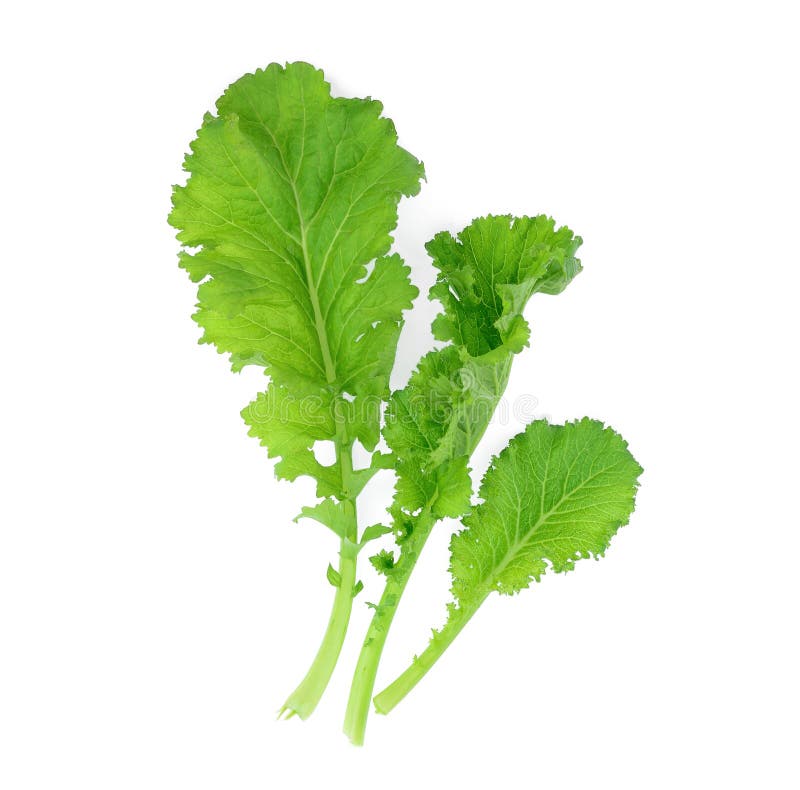 Hojas Verdes De Mostaza Hortalizas De Hoja Verde Nutritivas Foto de ...