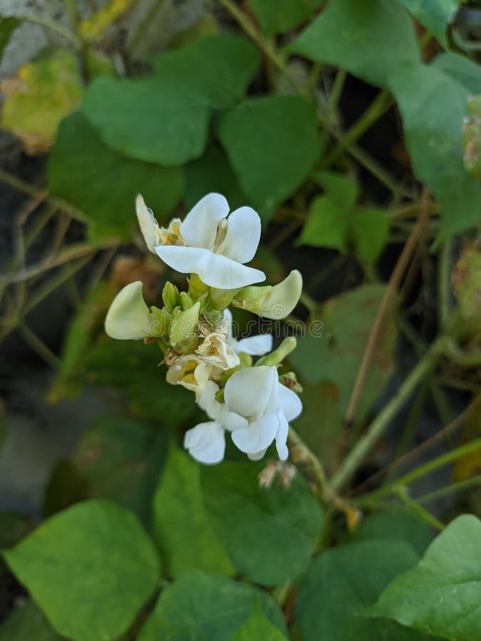Verduras De Flores De Grano Blanco Foto de archivo - Imagen de verde ...