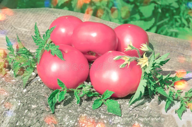 Verduras Rosadas Del Tomate Foto de archivo - Imagen de color, medio ...