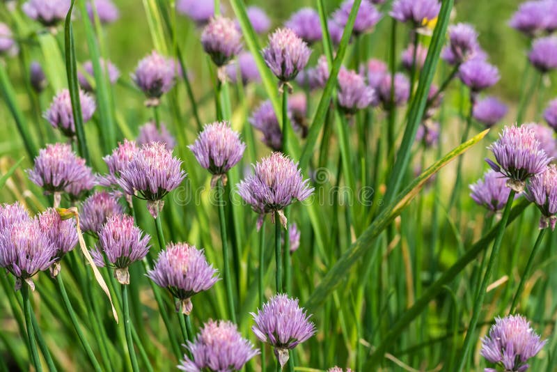 Verdure Della Pianta Del Fiore Della Cipolla Immagine Stock - Immagine ...