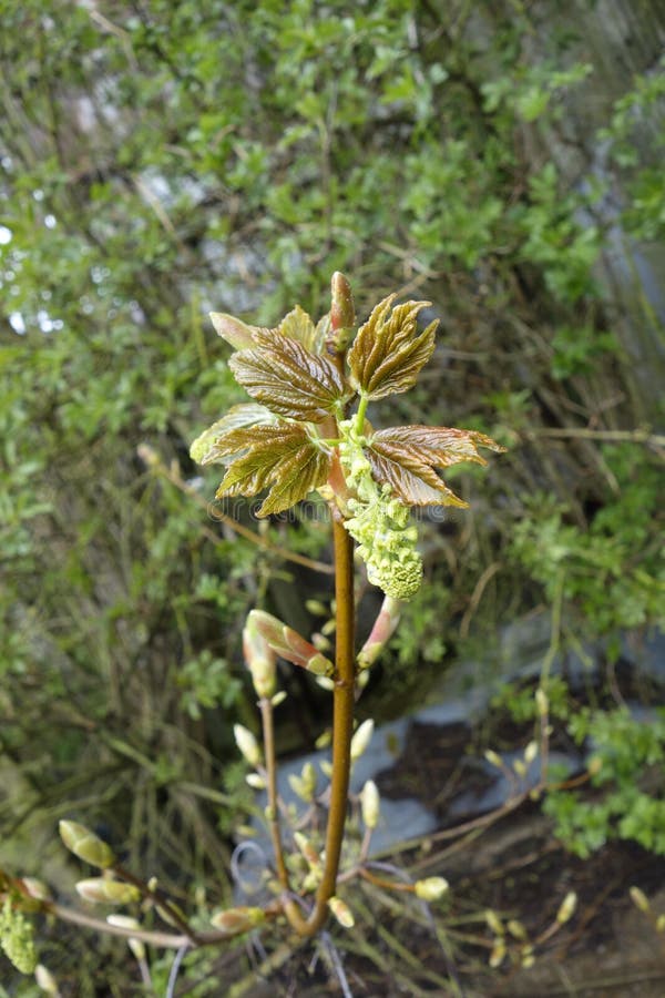 Verdure stock photo. Image of leaves, life, plant, leaf - 69857188