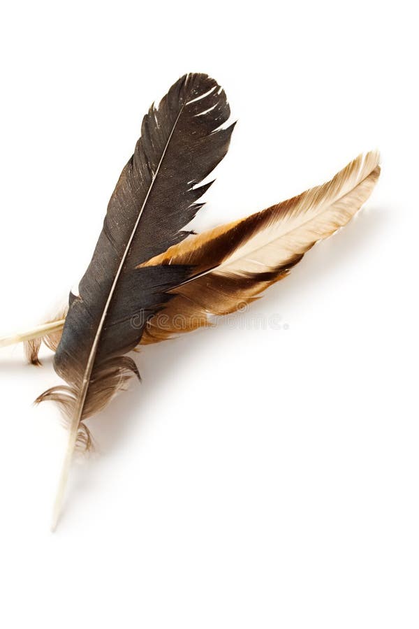 De Veren Van De Uil En Van De Buizerd Stock Afbeelding - Image of veer ...