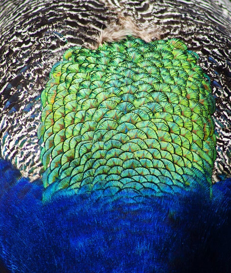 Veren Op De Rug Van Een Pauw Stock Afbeelding - Image of glanzend ...