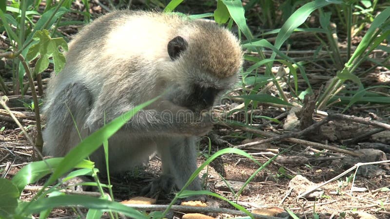 Monkey Foraging for Insects on Tree Bark in Slow Motion Stock Video ...