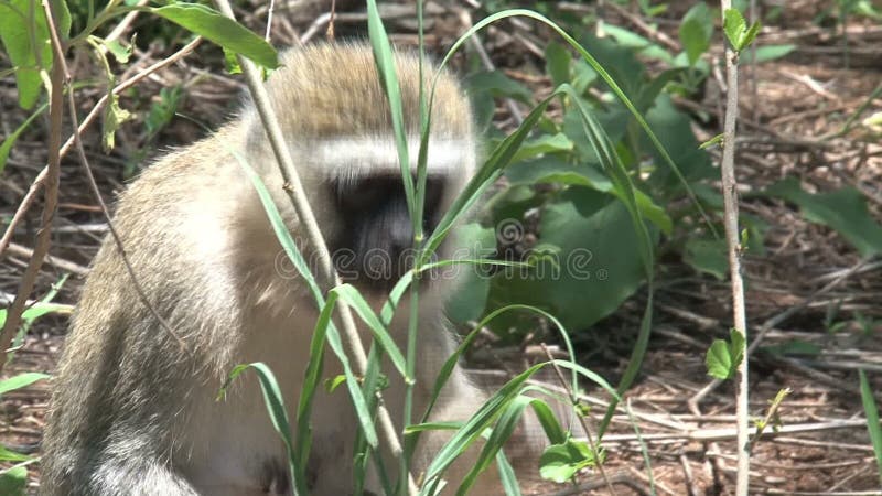 Monkey Foraging for Insects on Tree Bark in Slow Motion Stock Video ...