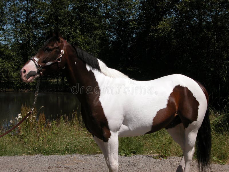 Verf stock foto. Image of land, dier, mooi, verf, bruin - 138878