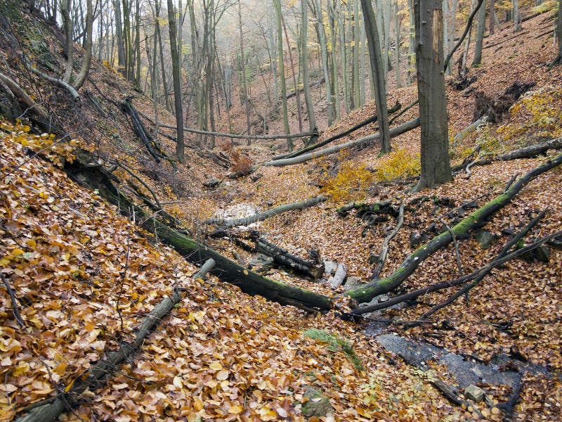 Ravijnen van bos-steppen stock foto. Image of nave, landschap - 30716854