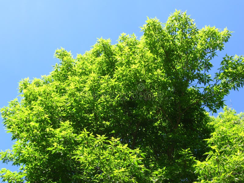 Vergankelijke groene boom stock afbeelding. Image of groen - 14890135