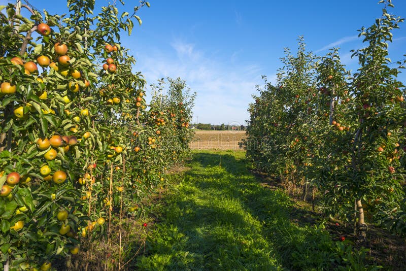 Verger Avec Des Pommiers Dans Un Domaine Image stock - Image du fruits ...