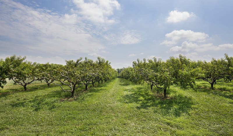 184,955 Verger Photos libres de droits et gratuites de Dreamstime