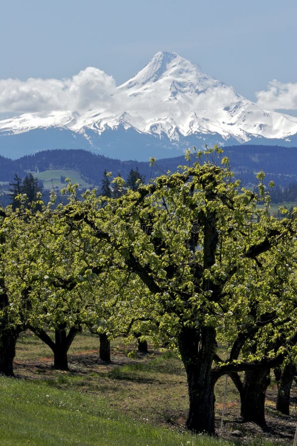 Verger De Poire Et Capot De Mt Image stock - Image du vert, ferme: 2363189
