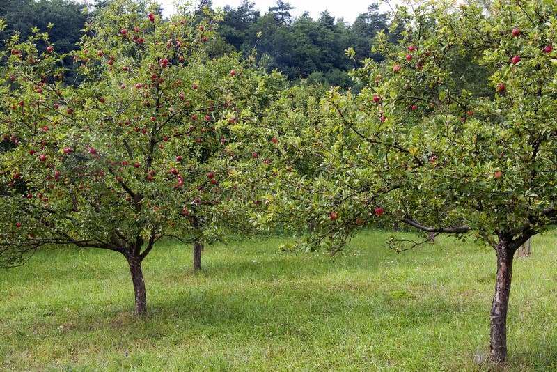 Verger de pommiers photo stock. Image of ferme, nature - 48003900