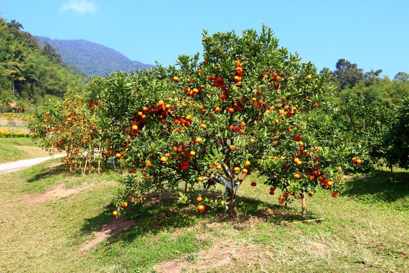 Verger orange image stock. Image du boissons, sain, citron - 37875409