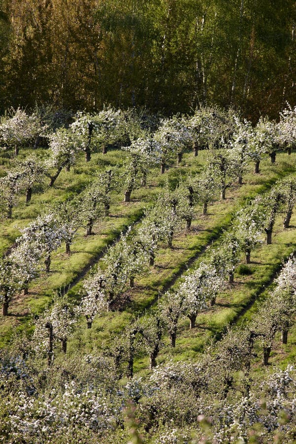 Vergers image stock. Image du saisons, pomme, plomb, herbe - 6394691