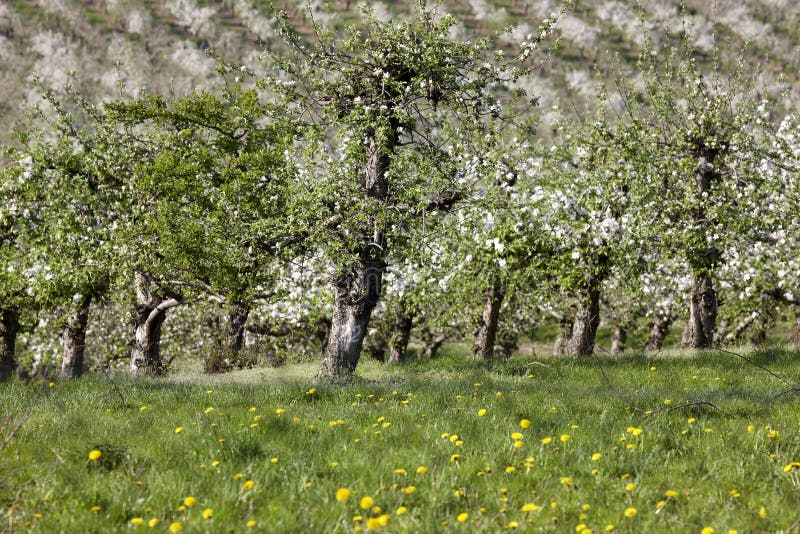 Vergers Photos Stock - Téléchargez 8,228 Photos libres de droits