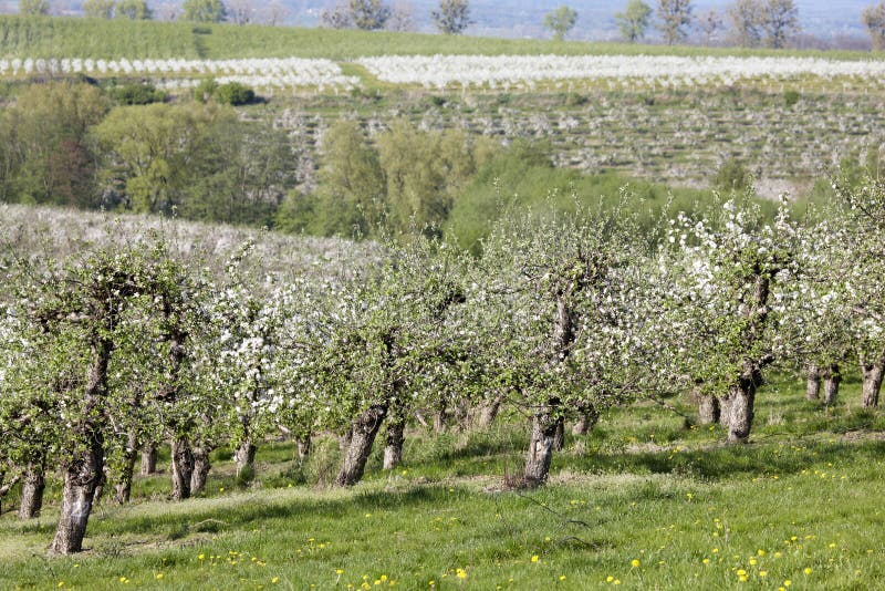 Vergers image stock. Image du saisons, pomme, plomb, herbe - 6394691