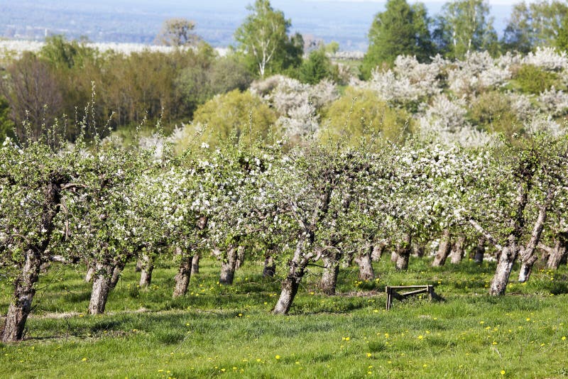 Verger De Poiriers En Fleurs Image stock - Image du vergers, ressort ...