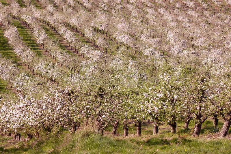 Vergers Photos Stock - Téléchargez 8,228 Photos libres de droits