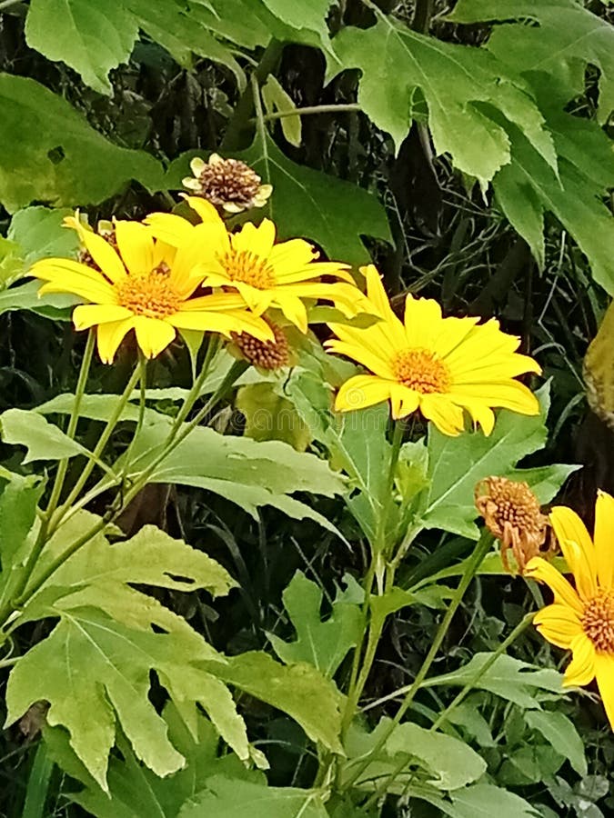 Veric stock photo. Image of produce, prairie, nature - 191434084
