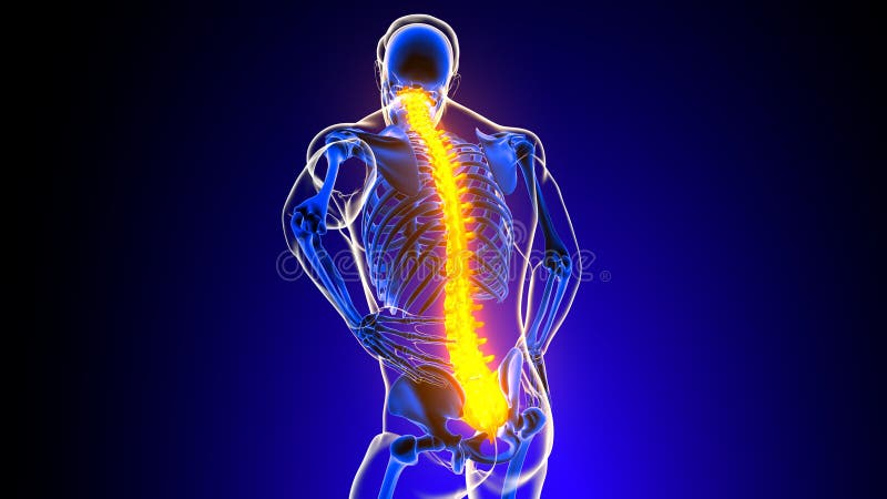 Veritable Column Spine Back Pain Anatomy for Medical Concept 3D Stock ...