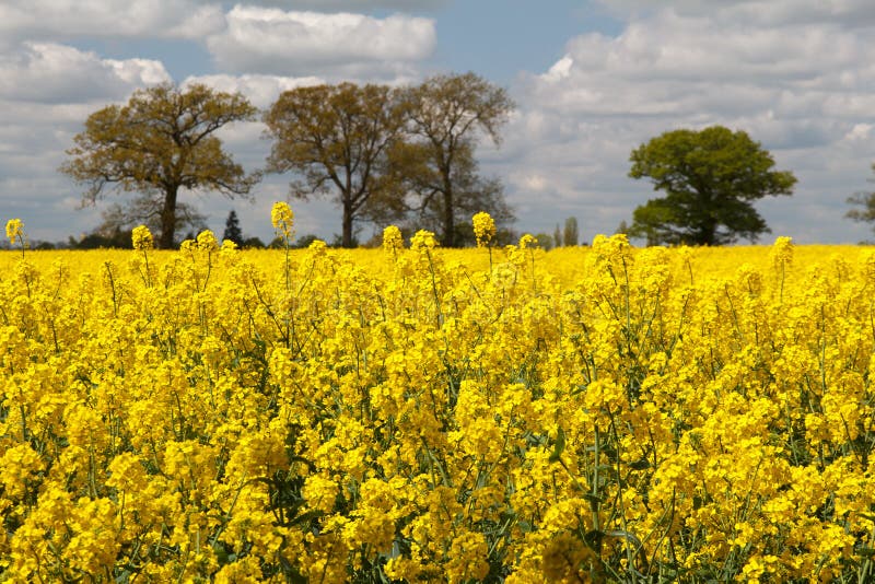 Verkrachting/het Gebiedslandschap Van Het Mosterdzaad Stock Foto ...