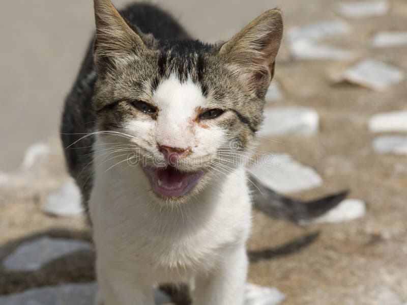 Verlaten Kat Verlaten Huilende Kat Met Conjunctivitis Huisdieren Stock ...
